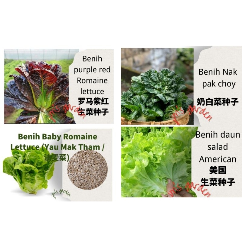 Premium Vegetable Seeds | Shopee Malaysia