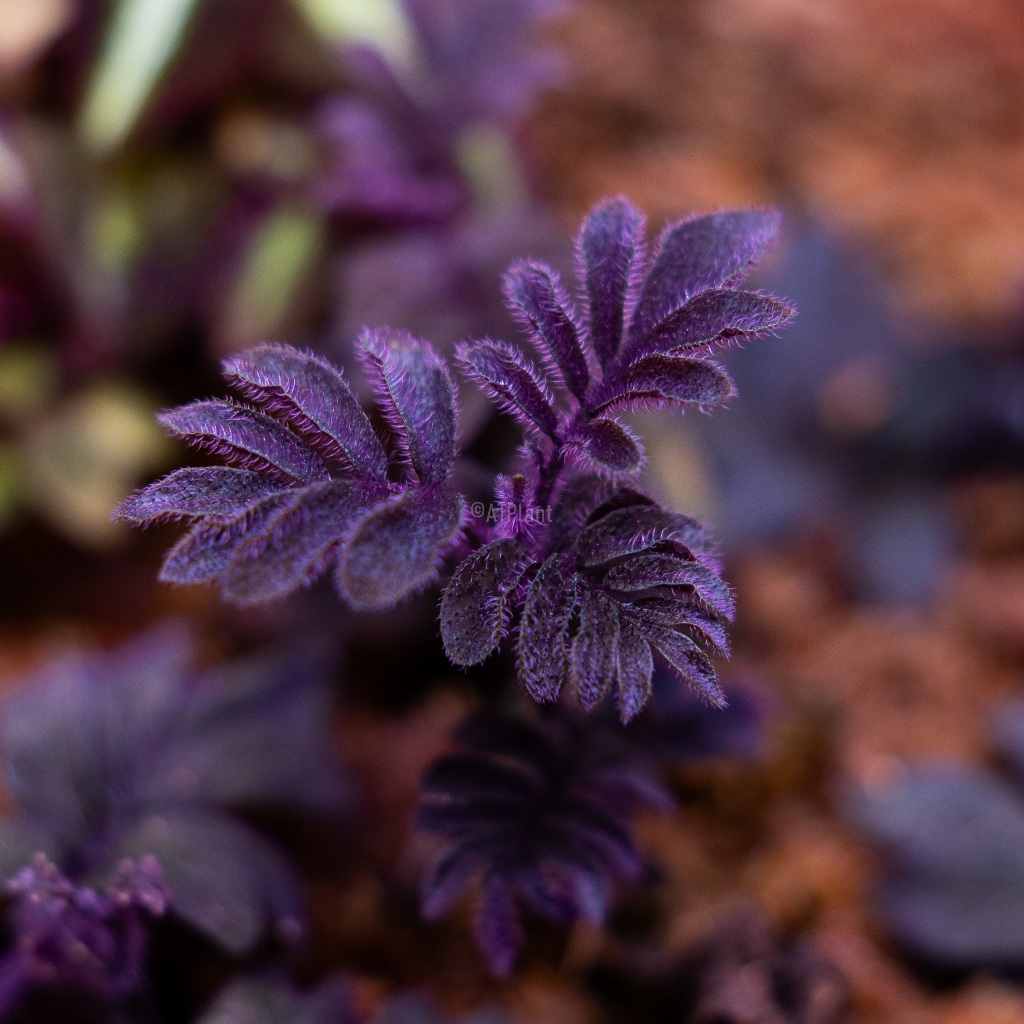[RARE Plant] Solanum uleanum | Shopee Malaysia