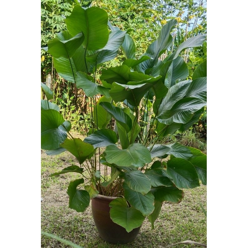 Benih pokok Calathea, pokok lerek bulat, 2 pokok rm10, sesuai utk ...