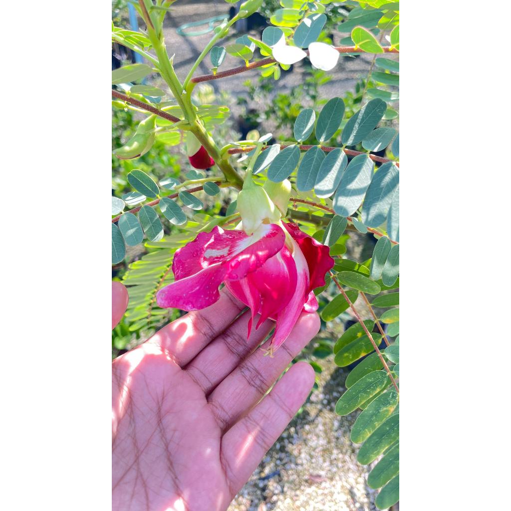 POKOK GETI/ TURI MERAH ( size kecil) | Shopee Malaysia