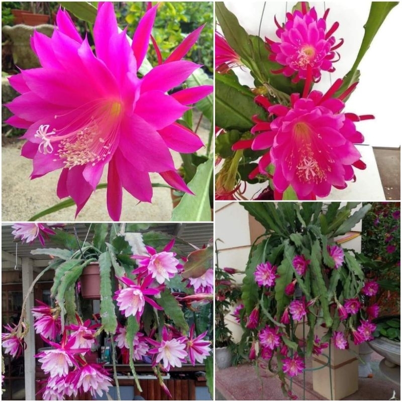 Pokok Bunga Bakawali Magenta kembang siang epiphyllum magenta magic ...