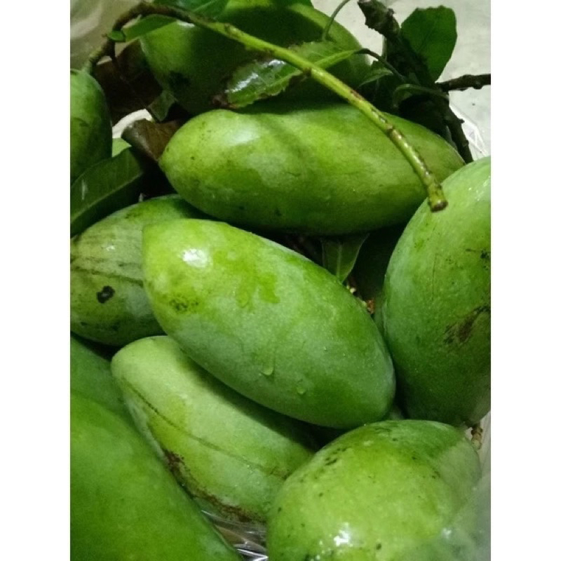 3KG MANGGA LEMAK MANIS (FREE COLEK) | MANGGA LEMAK MUDA | MANGGA ASAM ...