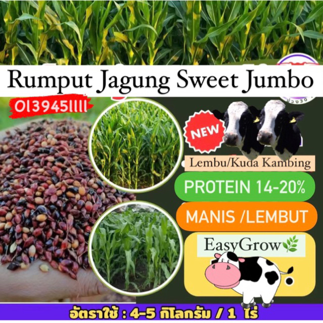 100Gram 5000pc Biji BENIH RUMPUT SWEET JUMBO SEEDS RUMPUT JAGUNG Manis ...