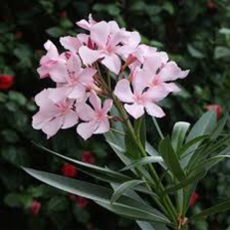 【LSG】Nerium oleander outdoor live plant / 夹竹桃花Red Kaner/ red karabi ...