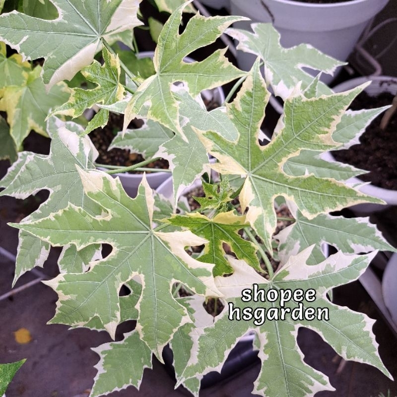 Pokok Chaya Variegated • Live plant • Edible • Pokok Ajinomoto | Shopee ...