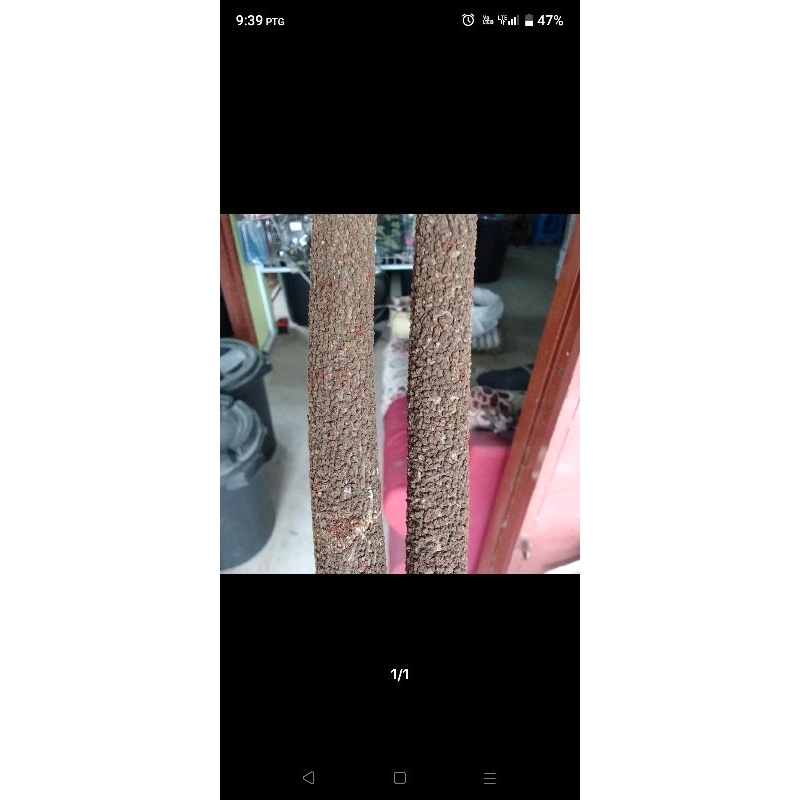 kayu Cenderai kayu (2btg) | Shopee Malaysia