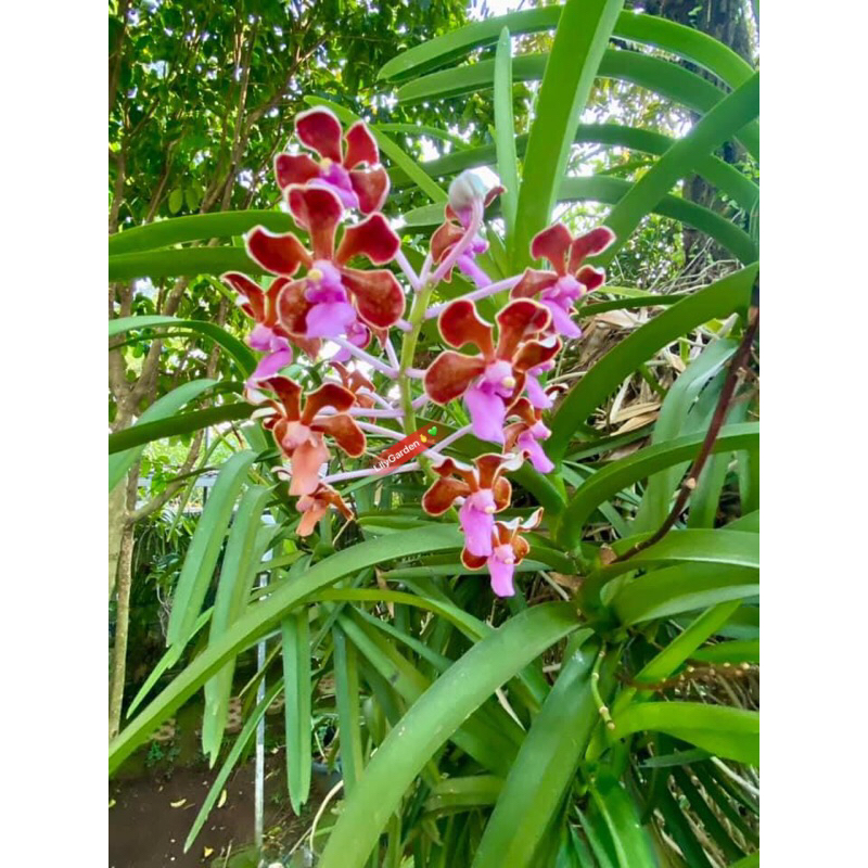 Orchid Vanda Perplexa Limbata SP(Wangi) | Shopee Malaysia