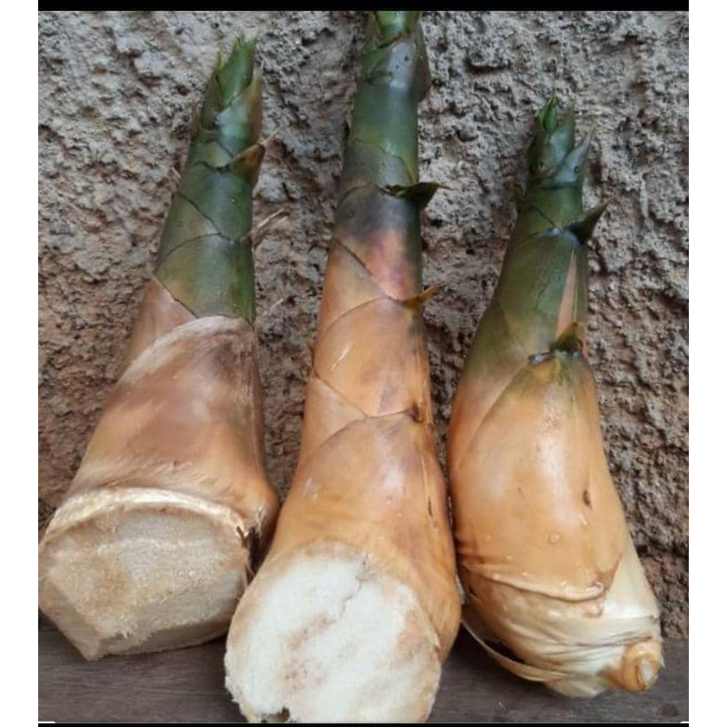 REBUNG FRESHHHHH 3PCS (1.5KG +++).. STOCK TERHAD | Shopee Malaysia