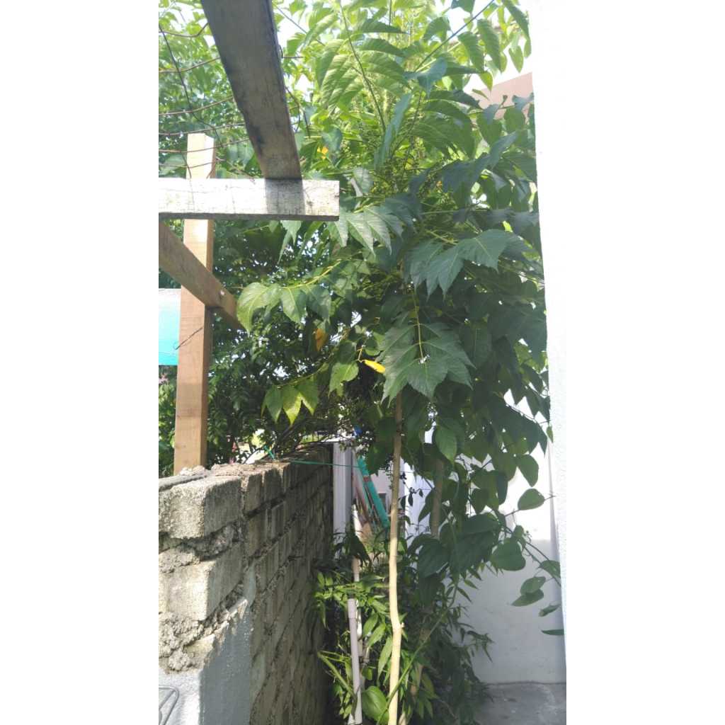 ANAK POKOK MELADA PAHIT STABIL DALAM PASU / Brucea javanica | Shopee ...