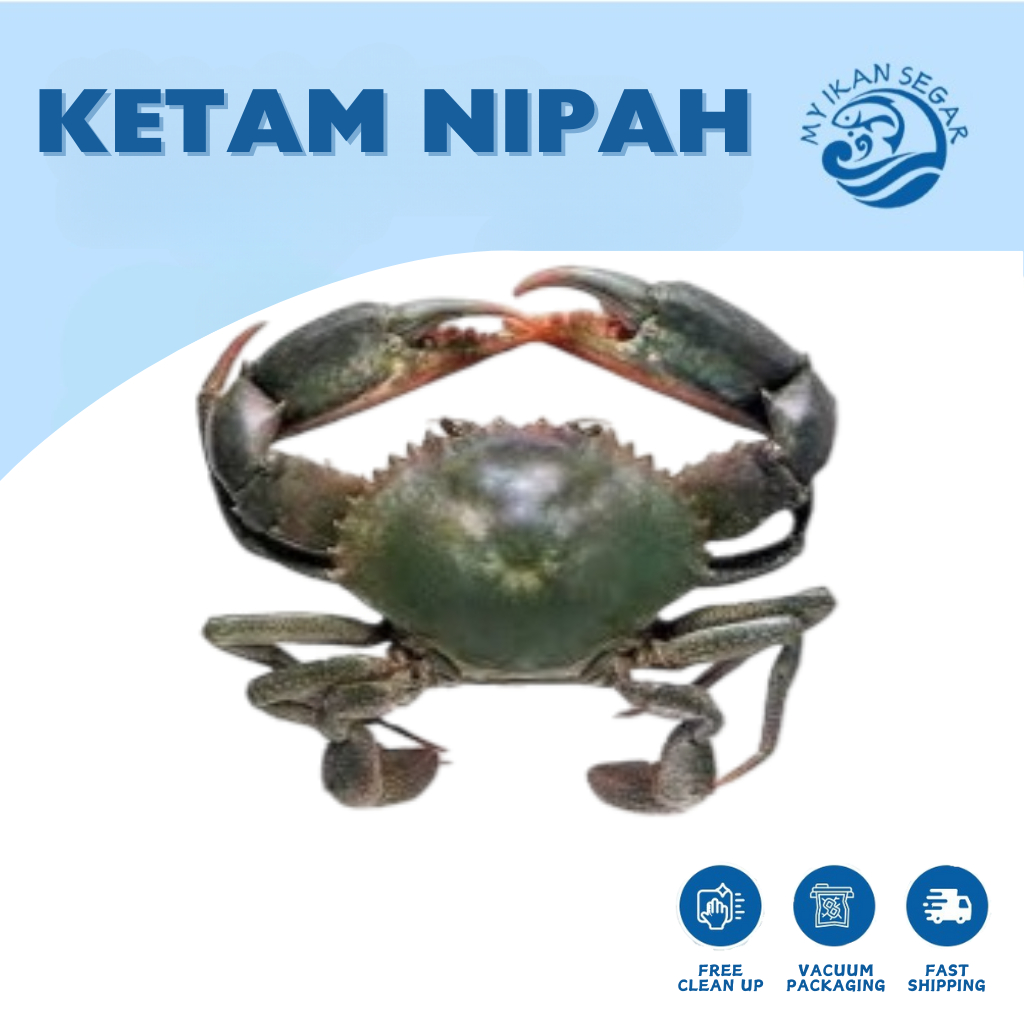 KETAM NIPAH 1KG S / M / L SIZE (SIAP SIANG & CUCI) KETAM MURAH KETAM ...