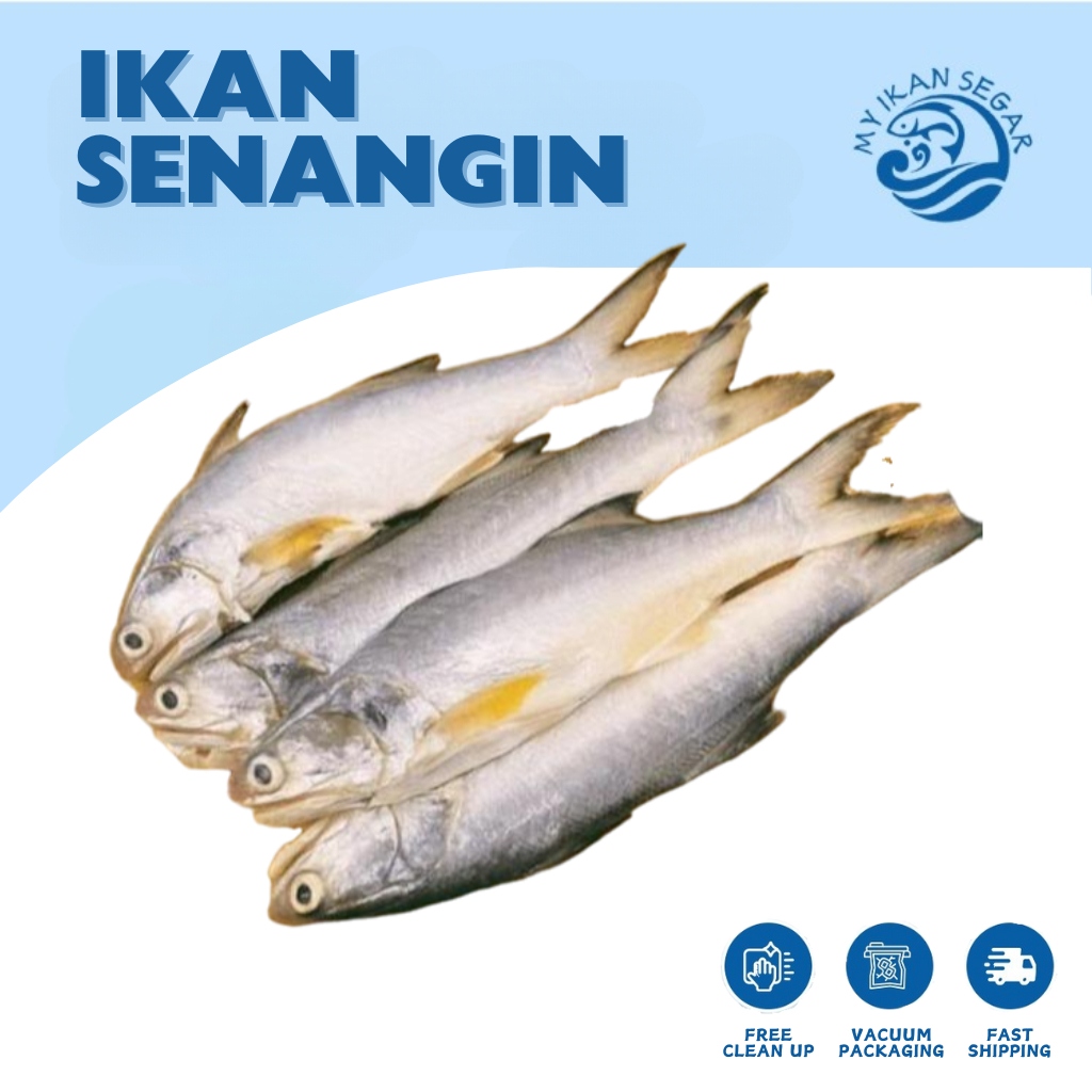 IKAN SENANGIN 1KG (SIAP SIANG & BERSIH ) IKAN MURAH IKAN SEGAR FRESH ...