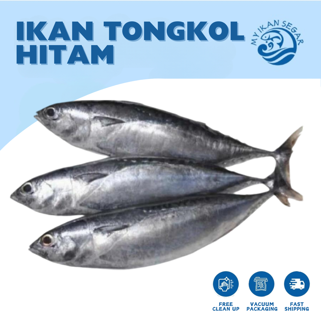 IKAN TONGKOL HITAM 1 KG (SIAP SIANG & CUCI) IKAN SEGAR TUNA FISH FROZEN ...