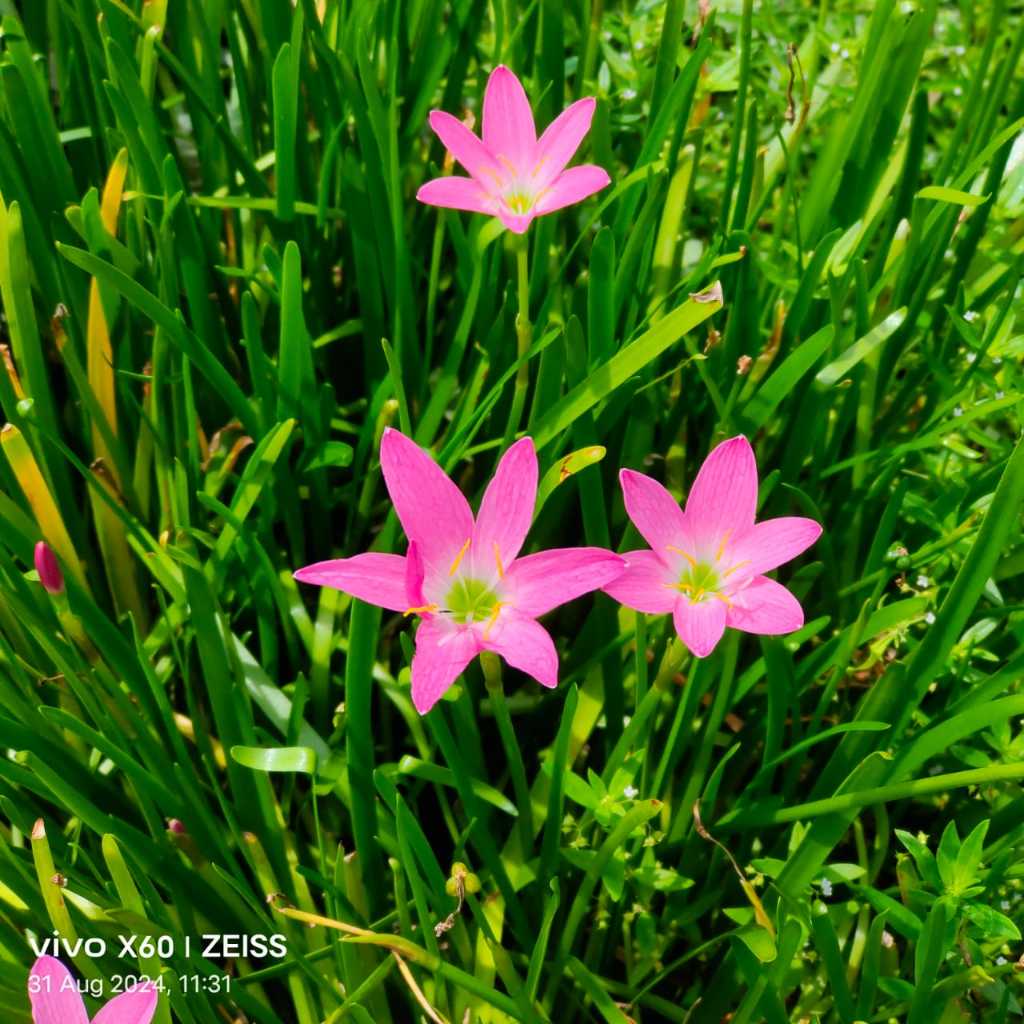 Pink Rain Lily 风雨兰（Bulbs/ubi sahaja) | Shopee Malaysia