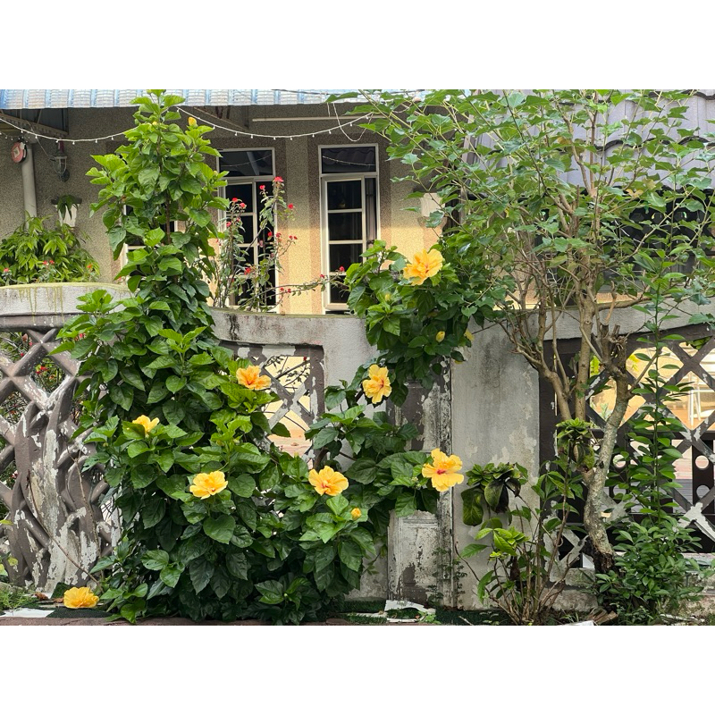 Anak Pokok Bunga Raya Lapis🌺 | Shopee Malaysia