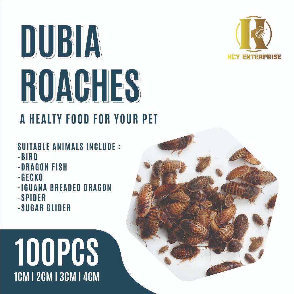Dubia Food for Pets | Makanan Haiwan 生猛杜比亚蟑螂 100pcs | 1cm | 2cm | 3cm ...