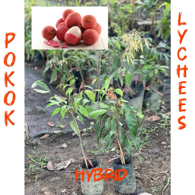 POKOK BUAH lYCHEE THAI ( HYBRID ) / POKOK BUAH LYCHEE CEPAT BERBUAH ...