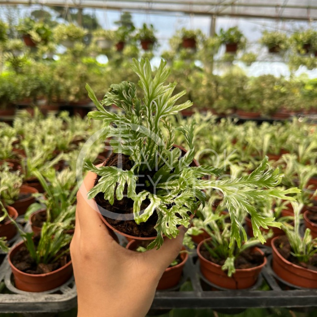 TKL - Asplenium Staghorn Fern/Platycerium Wandae/Platycerium Bifurcatum ...