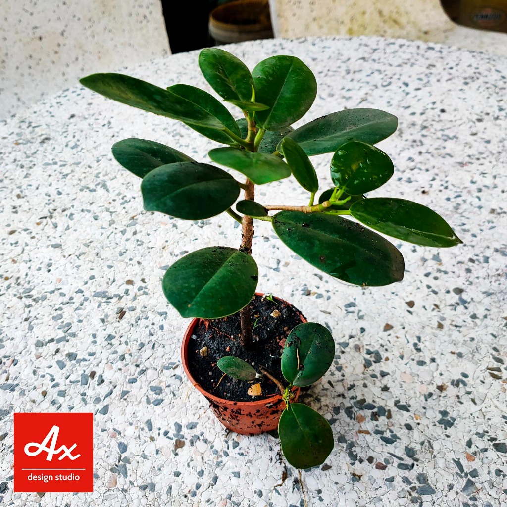 Ficus Microcarpa Plant / Chinese Banyan / Indian Laurel Fig / Anak ...