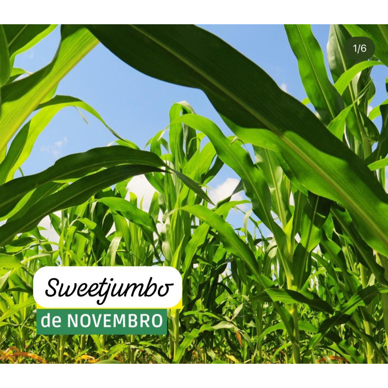 Trial pack Rumput Jagung Manis Sweet Jumbo Berbatang Besar Rumput Lembu ...