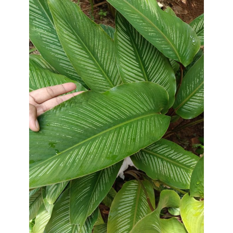 ANAK POKOK CALATHEA ORNATA 'SANDERIA' HIJAU ( Anak pokok live in door ...