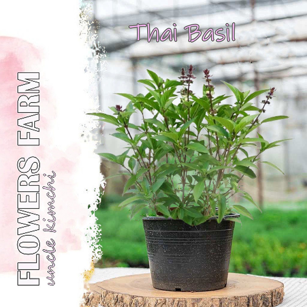Thai Basil / Selasih 九层塔 150mm Pot Herb Edible Live Plant | Shopee Malaysia