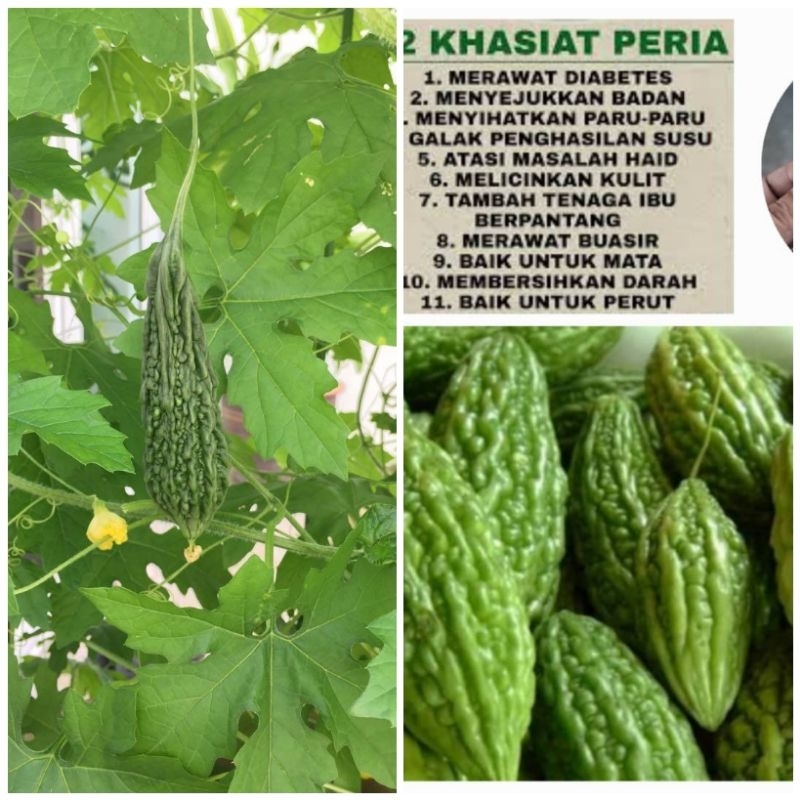 kapsul peria katak 100 biji | Shopee Malaysia