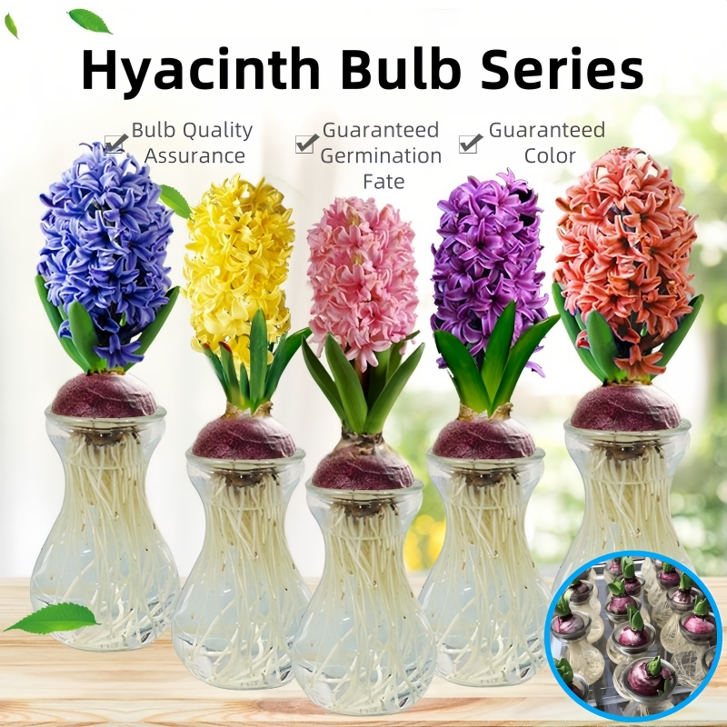 Hydroponic cultivation of hyacinth bulbs Imported Hyacinth bulb series ...