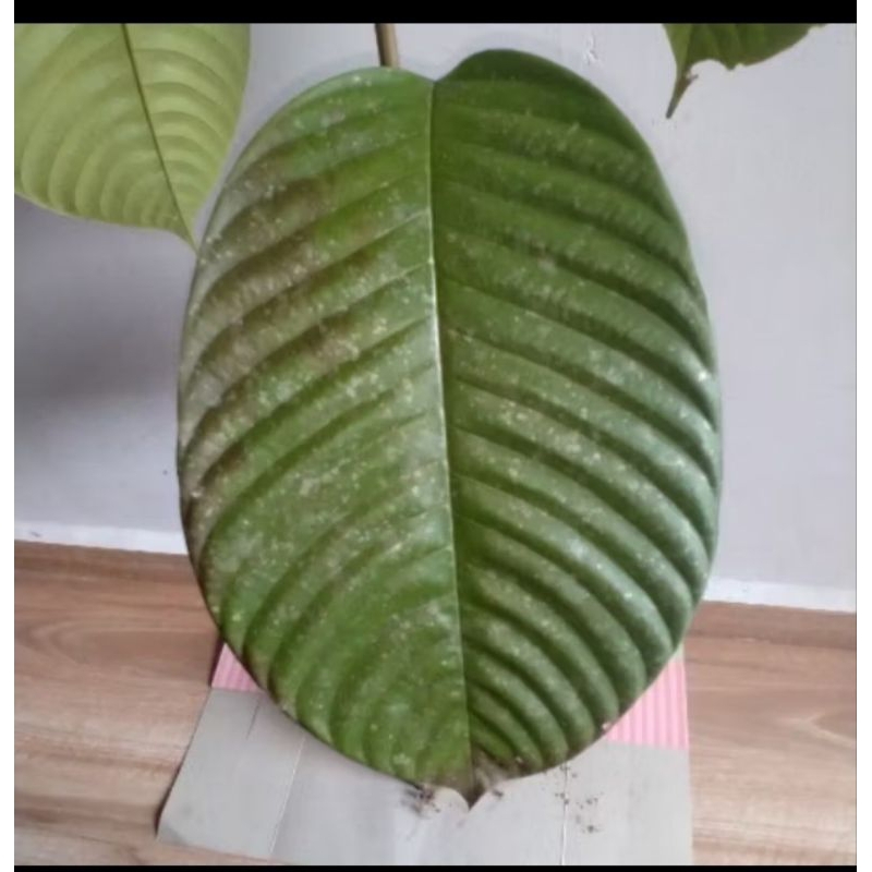 Pokok Balau Membatu / Membatu / Red Balau / Shorea guiso | Shopee Malaysia