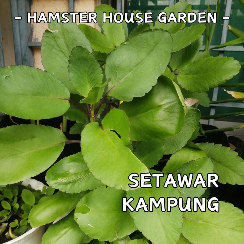 HSK [1 cup] ANAK POKOK SETAWAR KAMPUNG | SETAWAR UBAT BISUL | SETAWAR ...