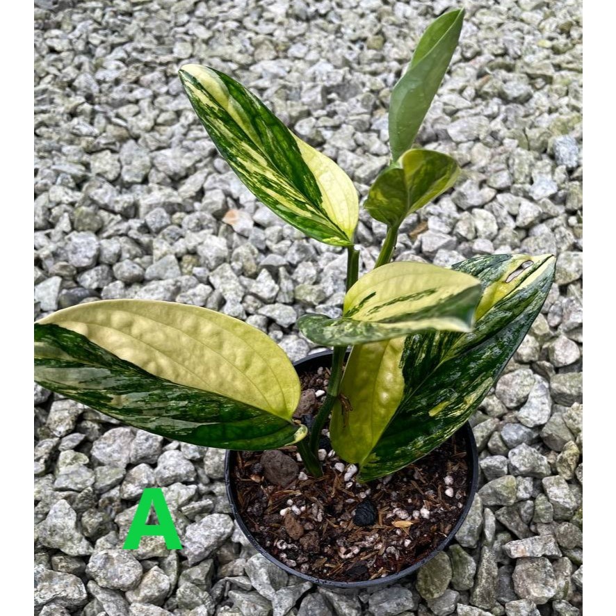 Monstera Peru Variegated (Monstera Karstenianum Variegated) Rare Plant ...