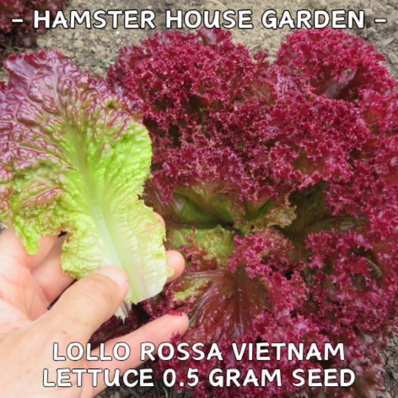 HSK [0.5gram] LOLLO ROSSA VIETNAM LETTUCE SEED | LACTUCA SATIVA | BIJI ...