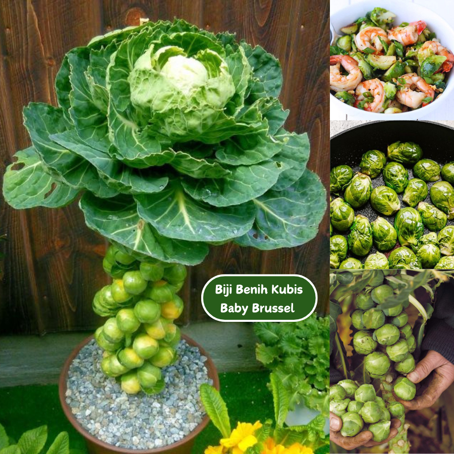 Biji Benih Kubis Baby Brussel Sprouts yang sedap dan kaya nutrisi ...