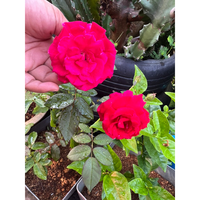 Ros Kampung Tahan Panas Bau Wangi (Limited) | Shopee Malaysia