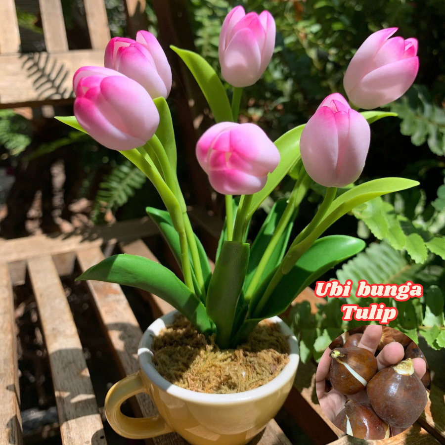 Ubi bunga Tulip - Tulip seeds 郁金香种子 四季可种植水培土培种子 berbunga selepas 20 ...