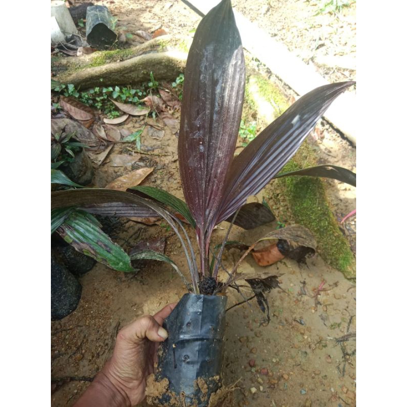 Pokok Lemba Merah / Kelapa Puyuh / Nyiur Puyuh Hitam / Curculigo ...