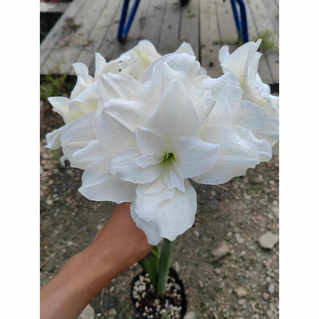 朱顶红（Hippeastrum rutilum） | Shopee Malaysia