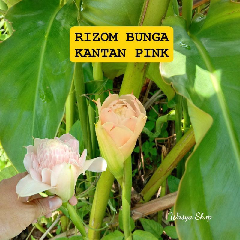 Pokok bunga kantan pink/rizom kantan (gali segar) | Shopee Malaysia