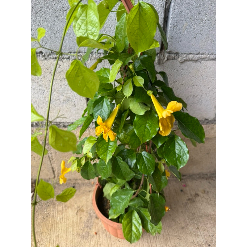 [Plant House] Dolichandra Unguis-Cati | Cat Claw Ivy 60cm | Shopee Malaysia