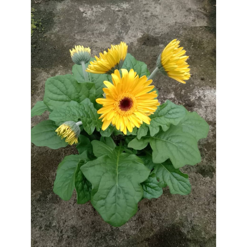 Garbera Daisy real live outdoor plant 非洲菊 anak pokok bunga siam hidup ...
