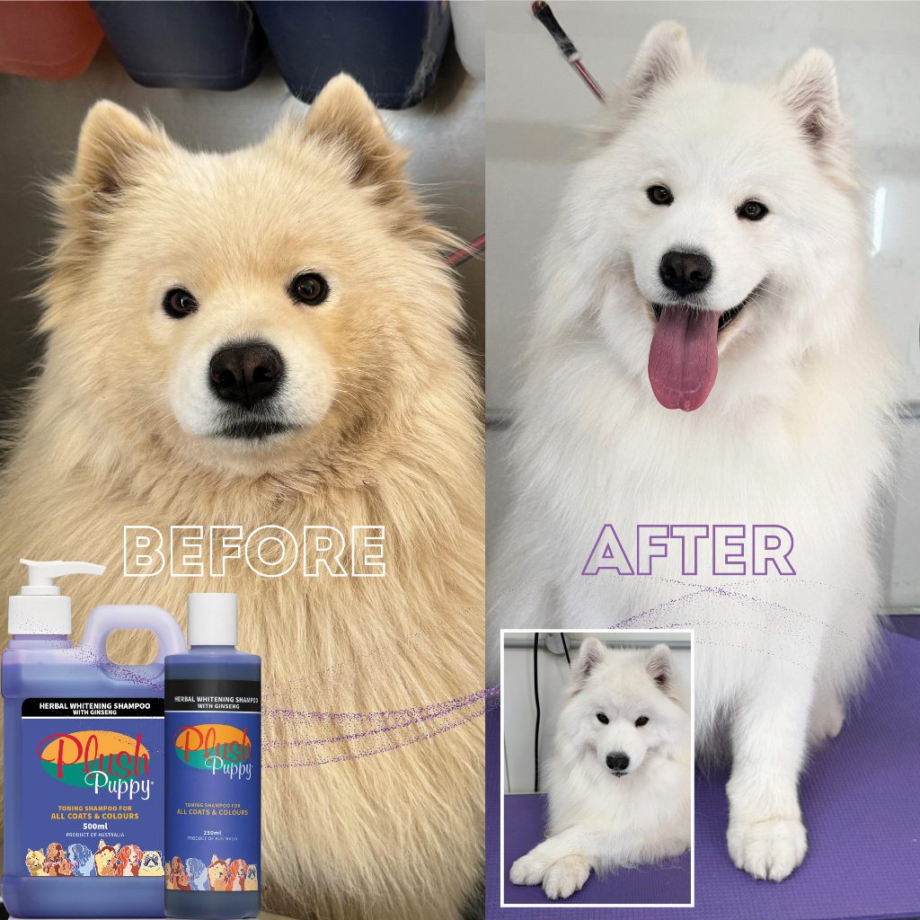 PP Herbal Whitening Shampoo with Ginseng Pet Shampoo【1L】 | Shopee Malaysia