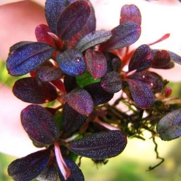 Bucephalandra Mini Purple (mini clump) rare aquatic plant for aquarium ...