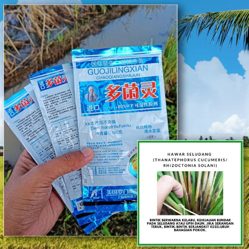 Hawar seludang (Carbendazim 80%wp) | Shopee Malaysia