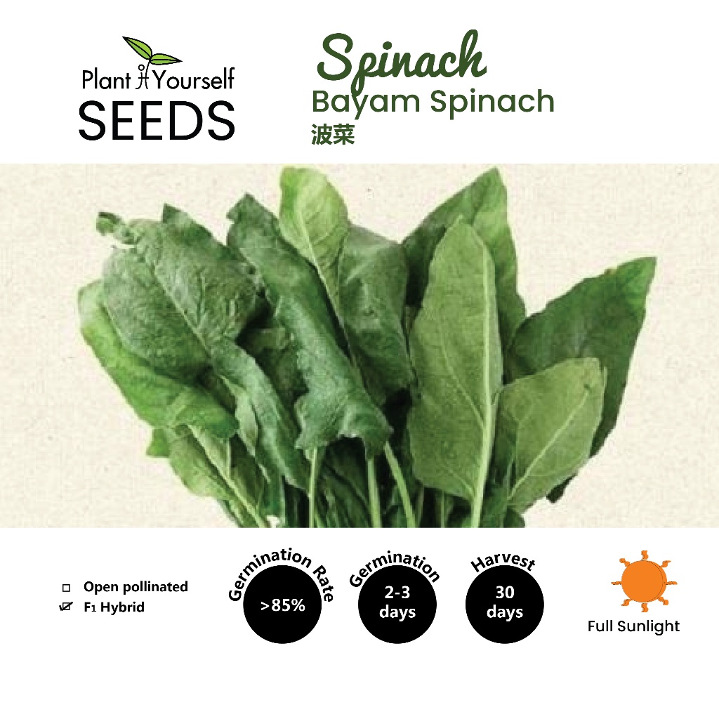 BENIH Bayam Spinach / SEEDS Spinach / 种子 - 菠菜 (4g | 11g | 38g) | Shopee ...