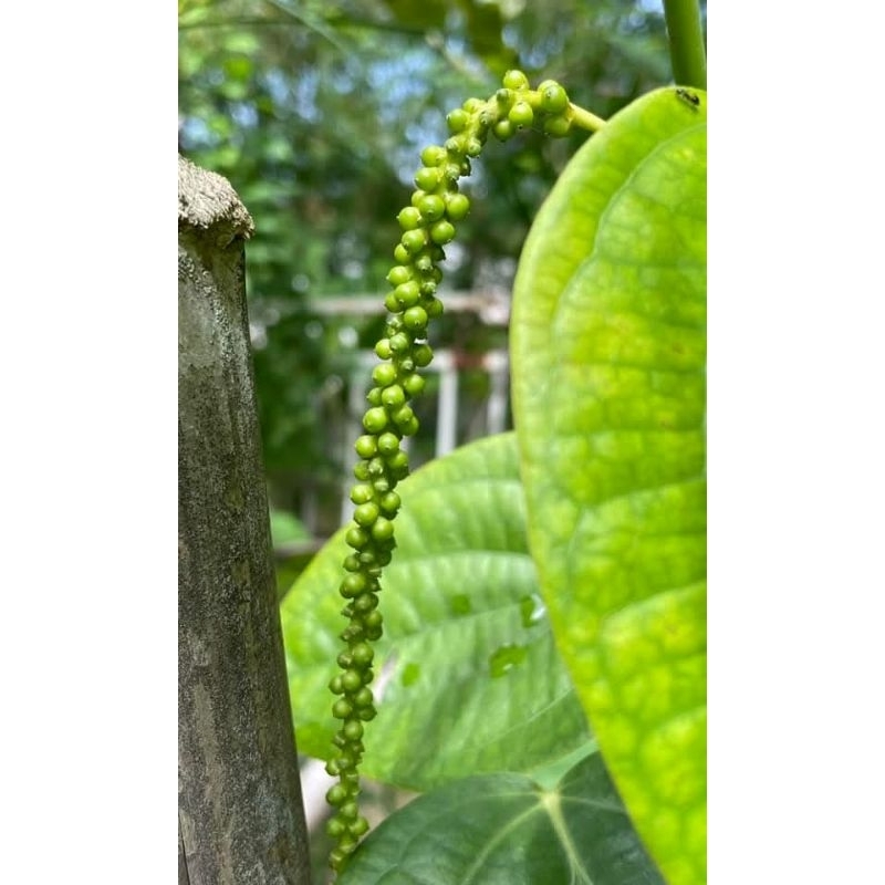 anak pokok lada hitam matang | Shopee Malaysia