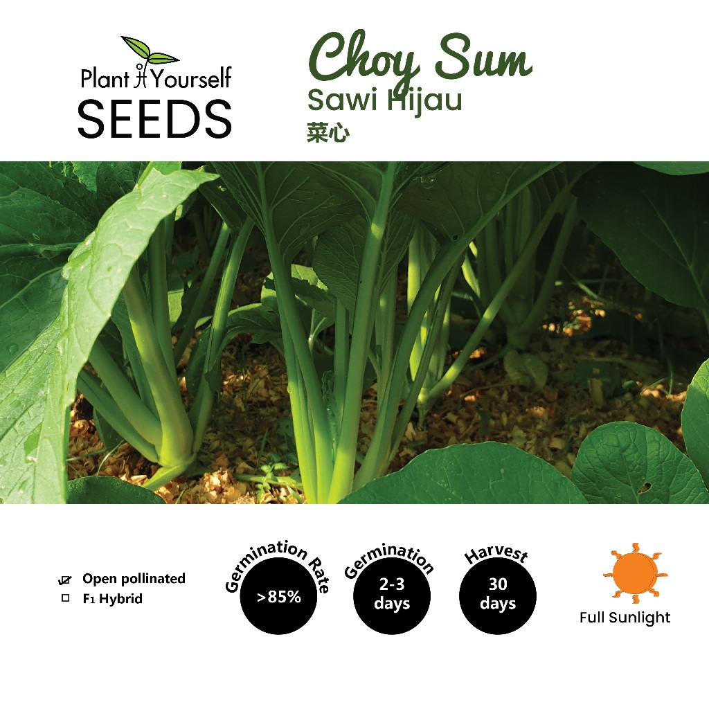 BENIH Sawi Hijau / SEEDS Choy Sum / 种子 - 菜心 (11g | 35g | 110g) | Shopee ...