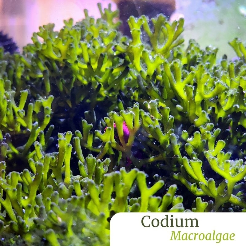 Codium, Macroalgae, Seaweed, Marine/Reef tank | Shopee Malaysia