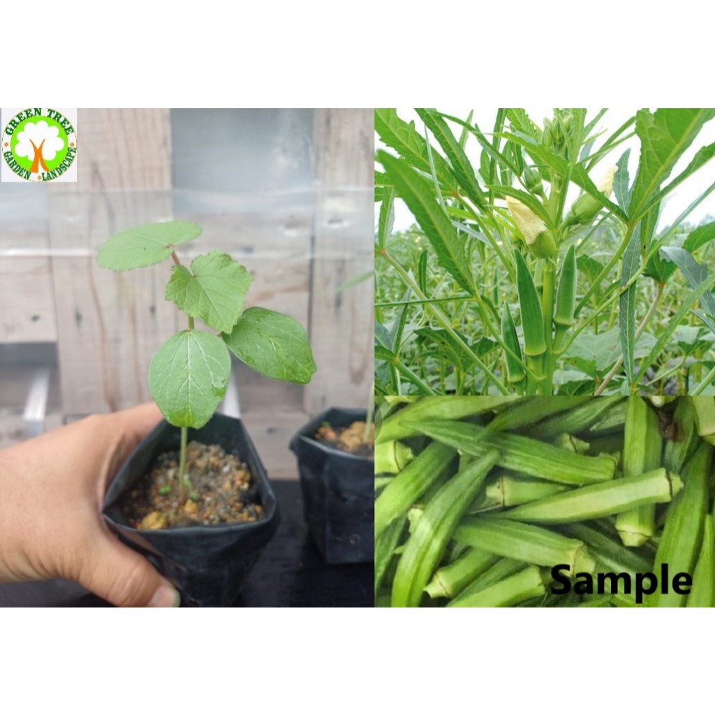 Fruit Tree - F1 Anak Pokok Bendi Hijau Hybrid (Apple Lady) / Orka ...