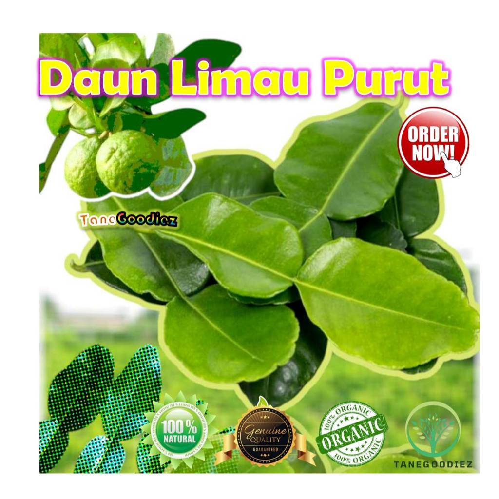 Organic Natural Fresh Leaf leave Kaffir Lime Daun Limau Purut Segar ...