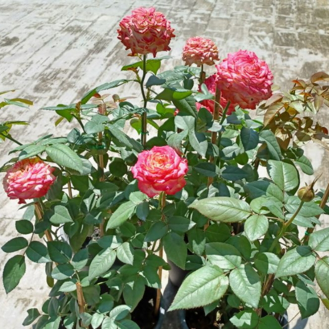 Pokok Bunga Ros/Mawar Kampung Pink Putih | Shopee Malaysia