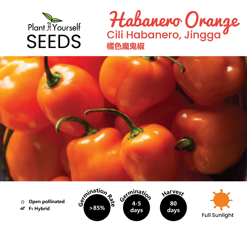 BENIH Cili Habanero Oren / SEEDS Orange Habanero Chilli / 种子 - 橙色魔鬼椒 ...